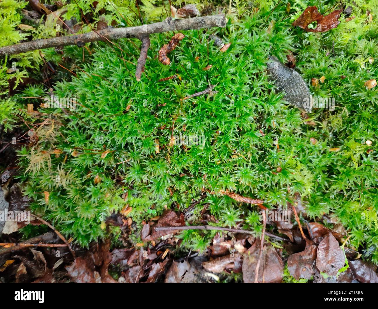 Catherine's moss (Atrichum undulatum Stock Photo - Alamy