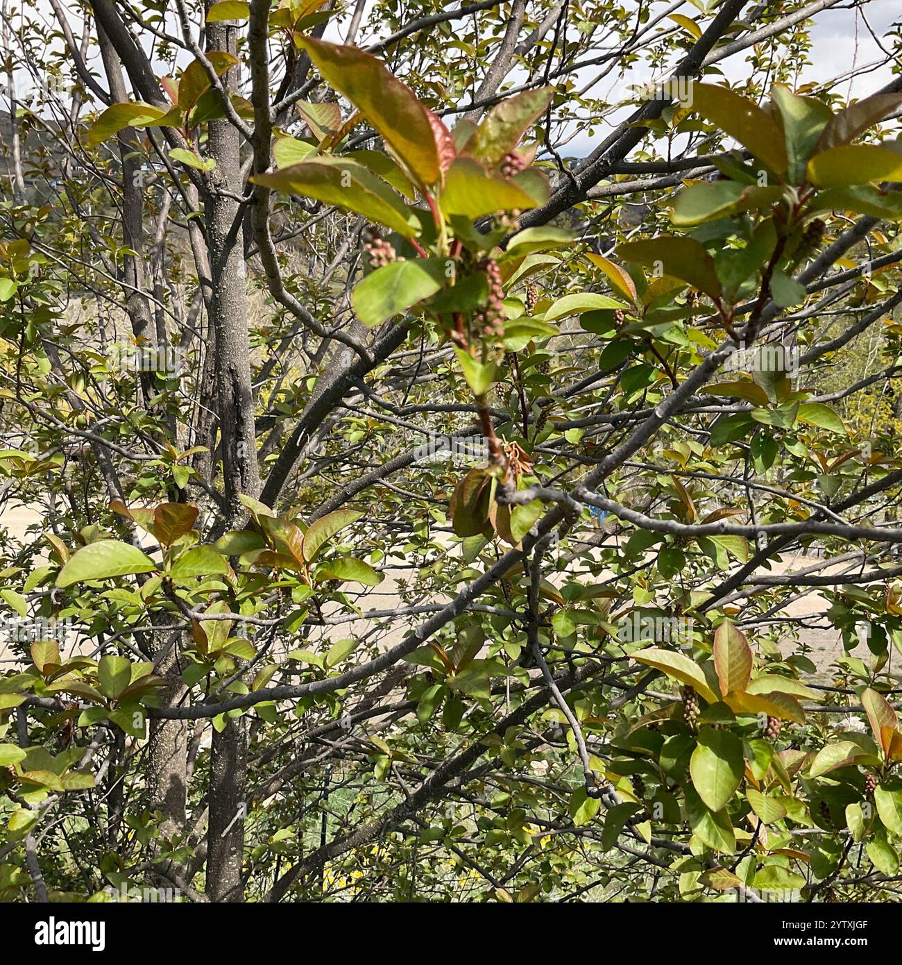 chokecherry (Prunus virginiana Stock Photo - Alamy