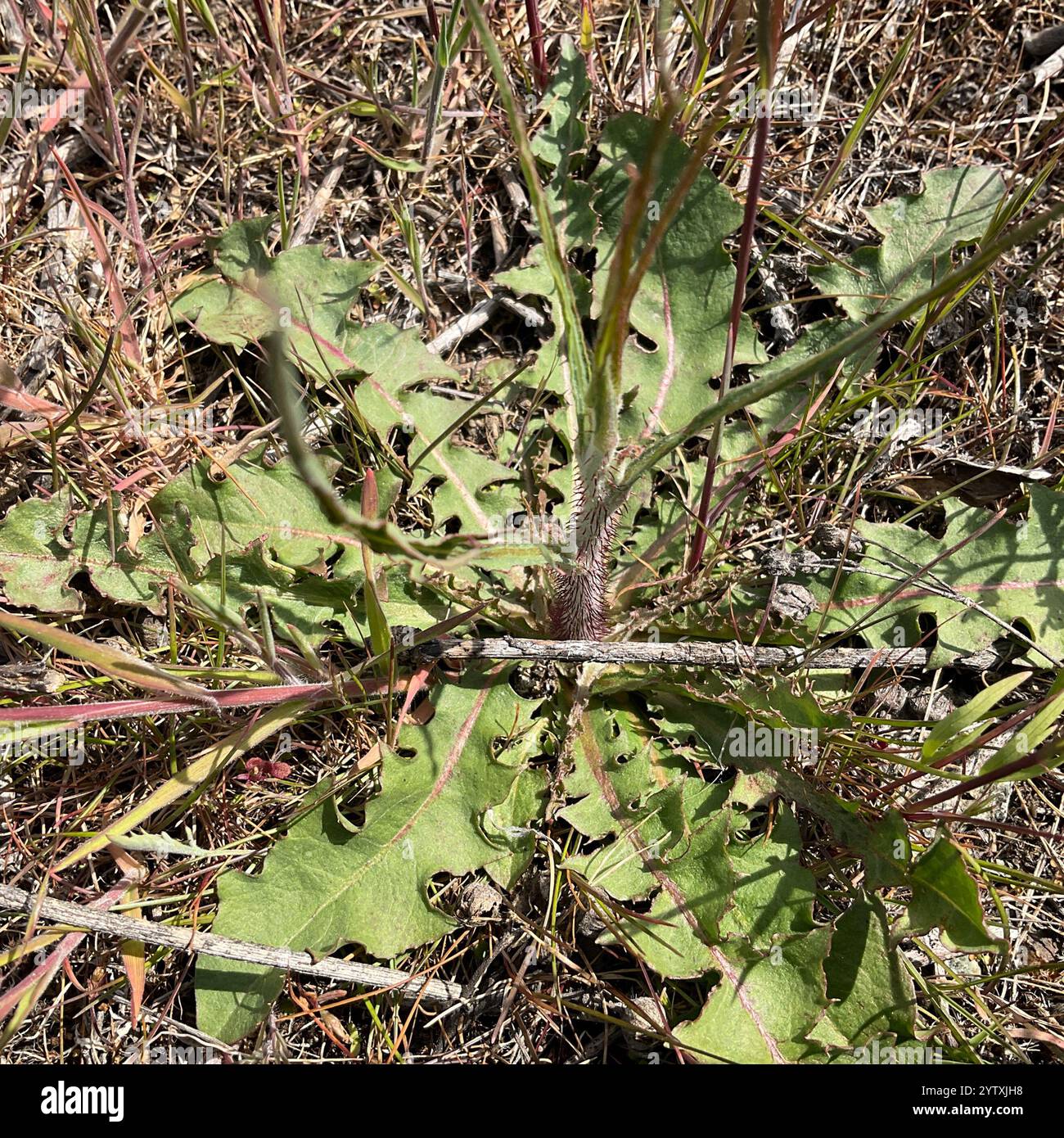 Rush Skeletonweed (Chondrilla juncea Stock Photo - Alamy