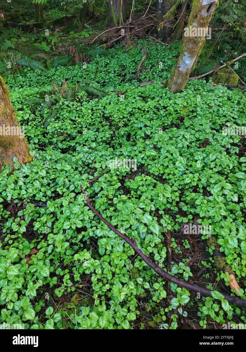 Variegated Yellow Archangel (Lamium galeobdolon argentatum Stock Photo ...