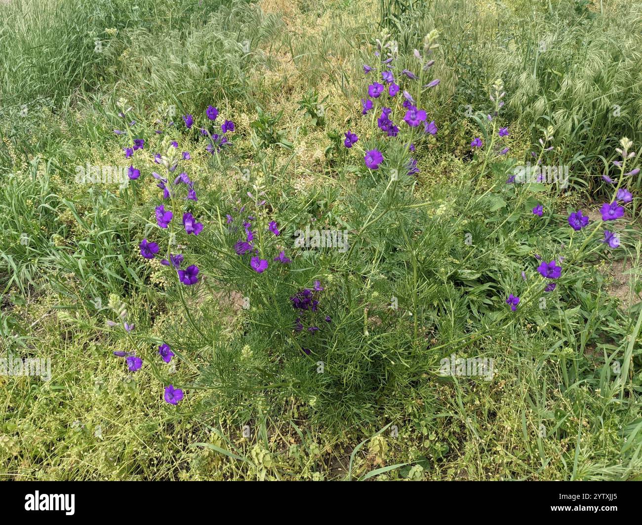 Consolida orientalis larkspur hi-res stock photography and images - Alamy