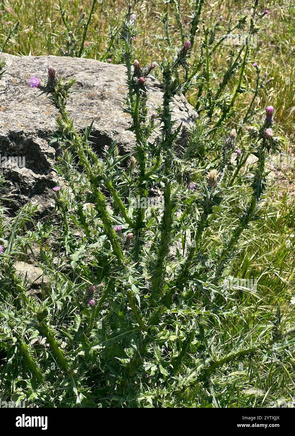 Italian thistle (Carduus pycnocephalus Stock Photo - Alamy