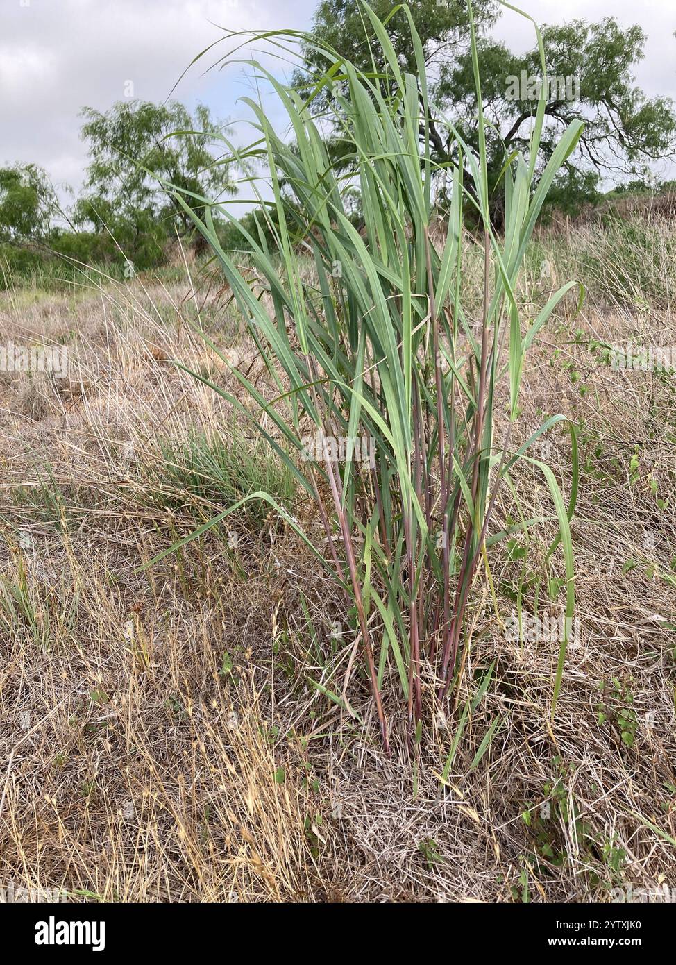 switchgrass (Panicum virgatum Stock Photo - Alamy