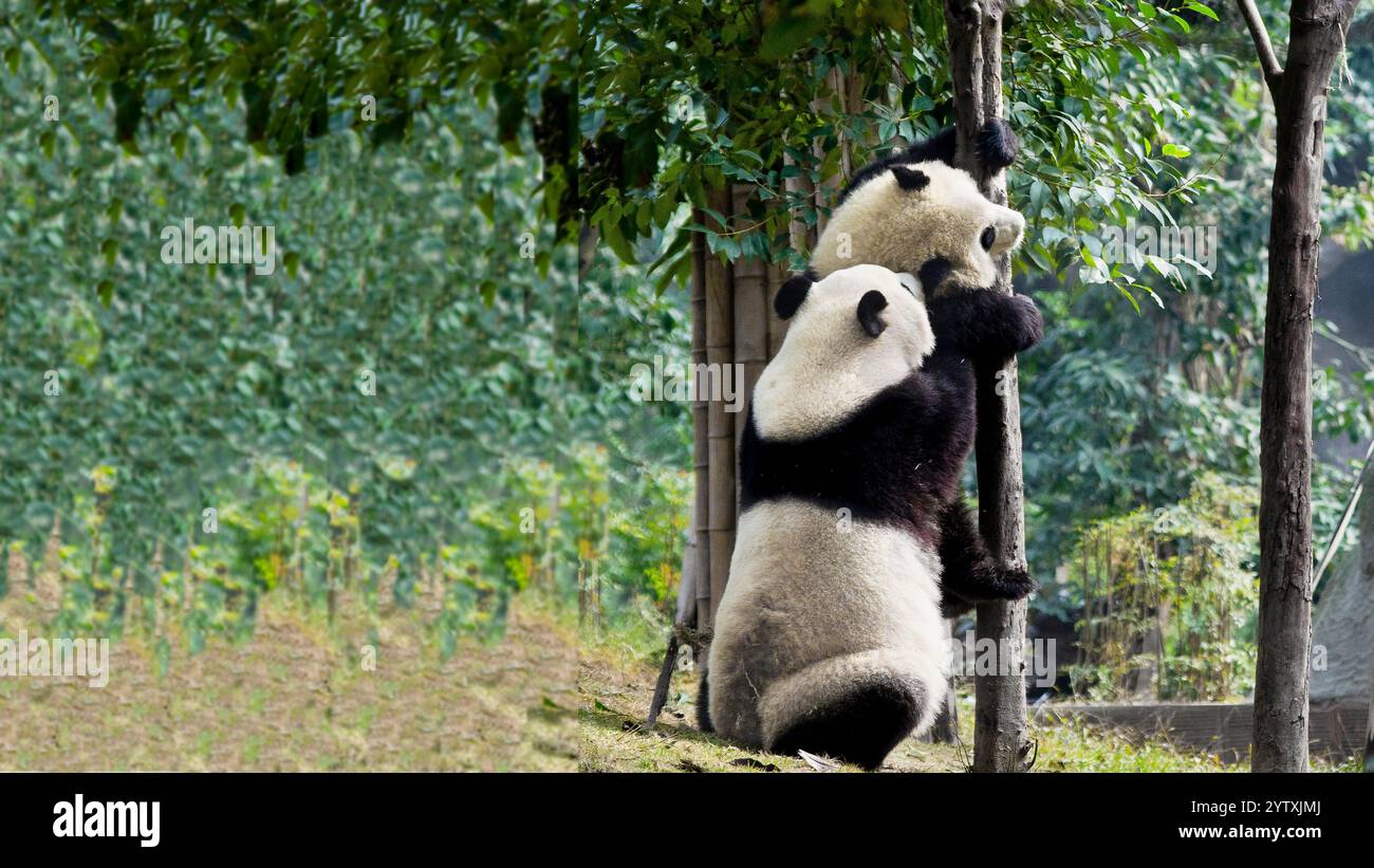 One panda is helping other to climb the tree, Chengdu, China Stock ...