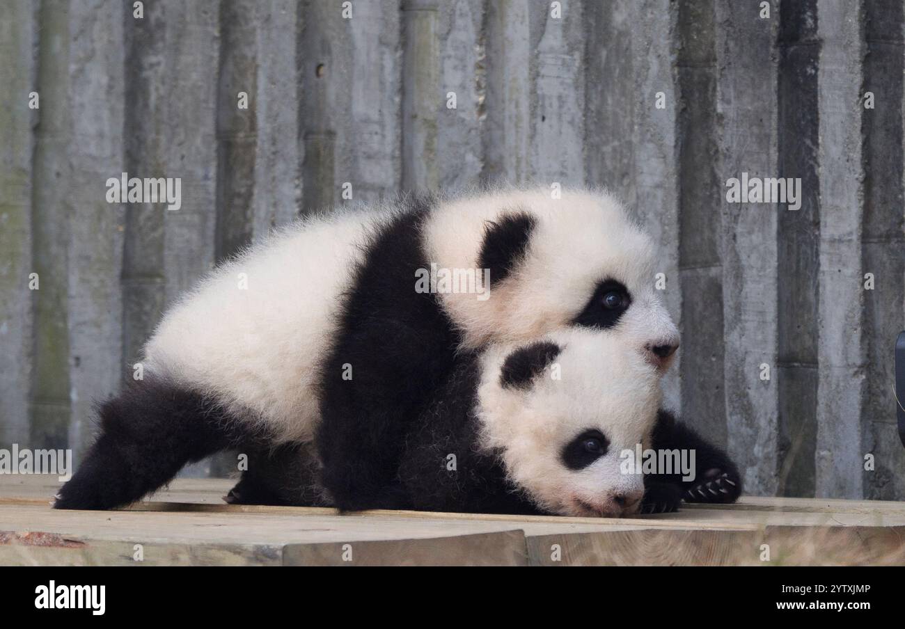 Two Baby pandas are playing Stock Photo - Alamy