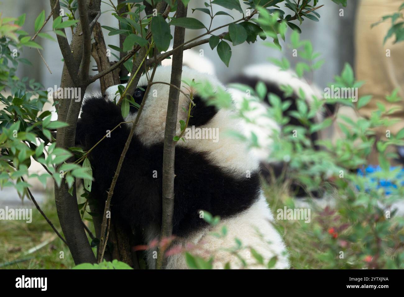 Three-month old baby pandas are eating leaves Stock Photo - Alamy