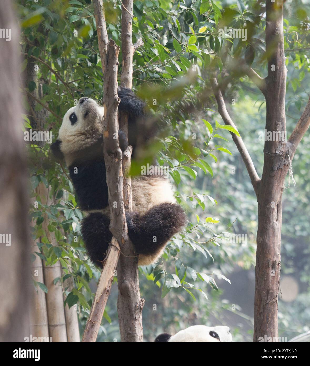 Two pandas chengdu panda hi-res stock photography and images - Alamy