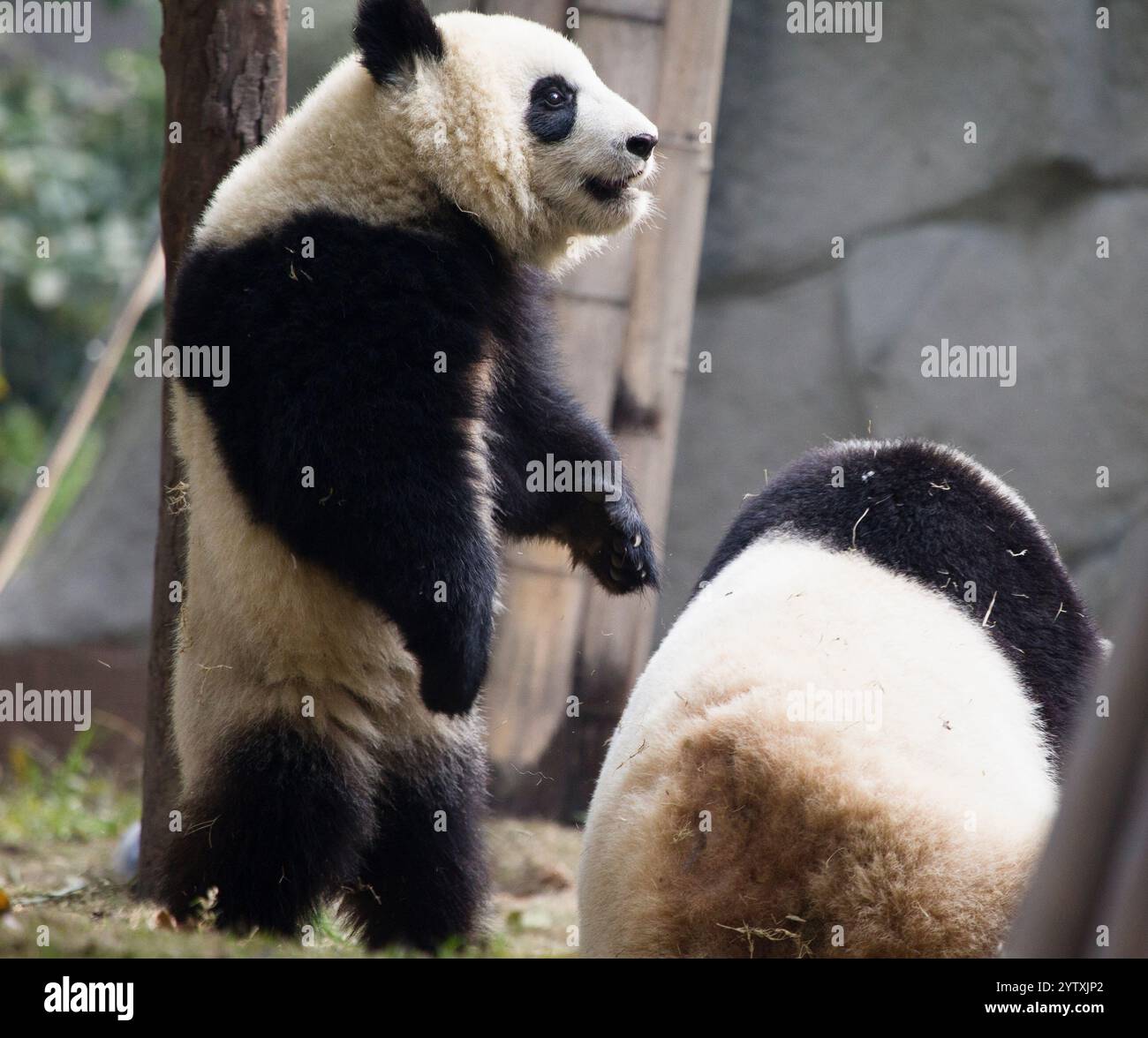 Standing panda in the zoo, Chengdu Stock Photo - Alamy