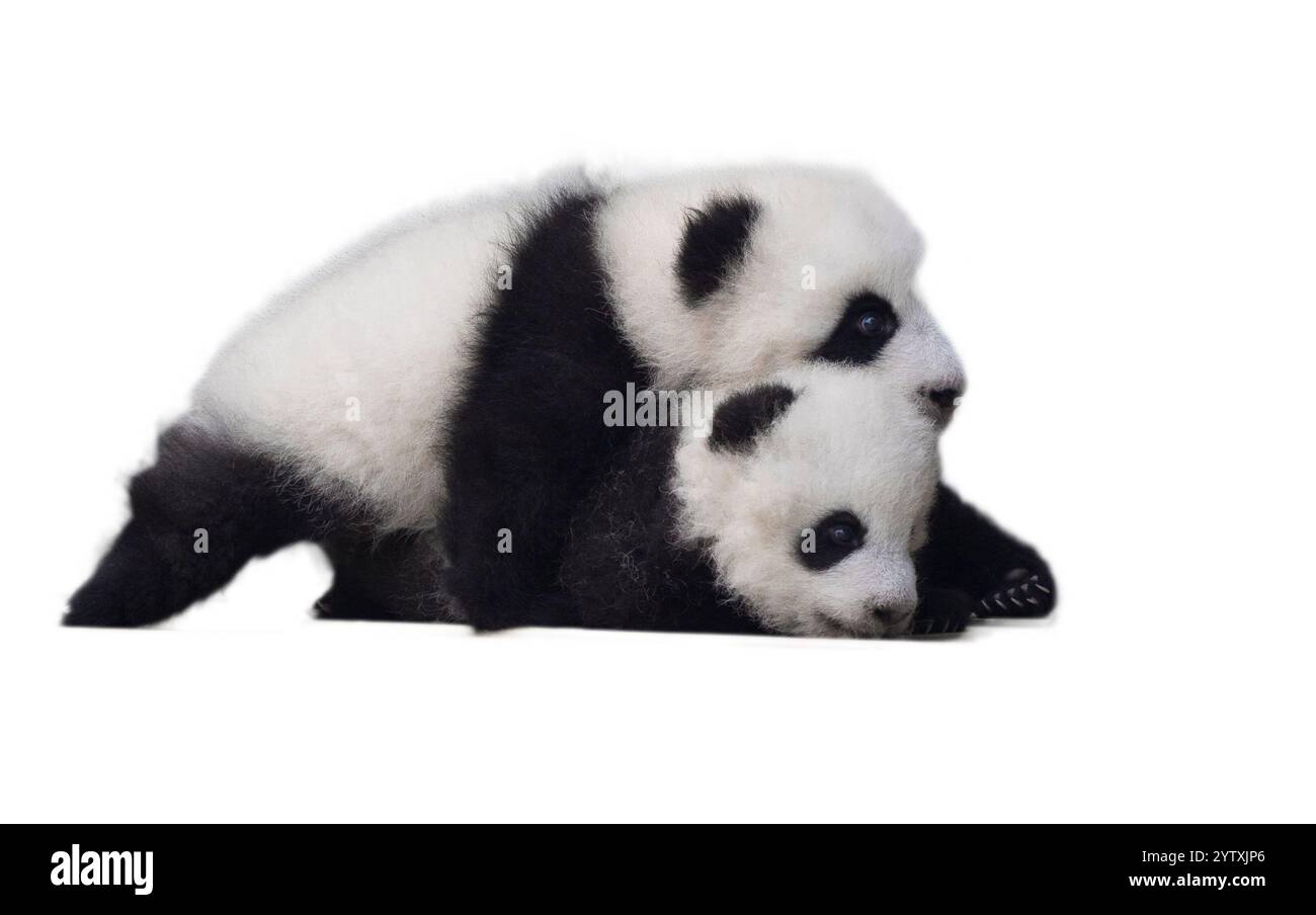 Three-month old baby pandas are playing around Stock Photo - Alamy
