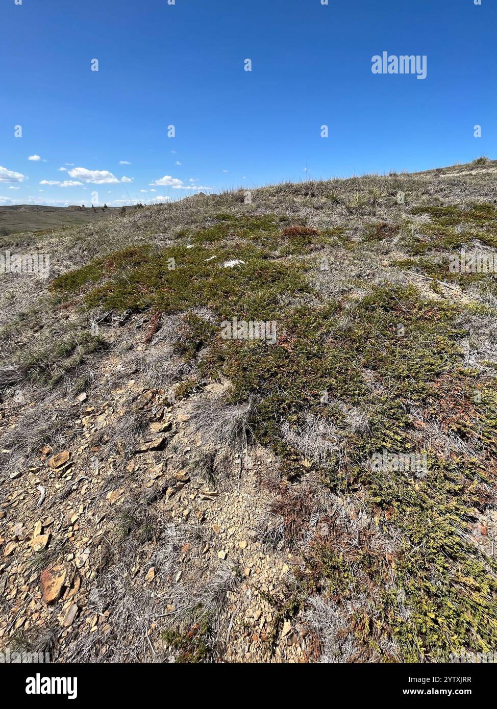 creeping juniper (Juniperus horizontalis Stock Photo - Alamy