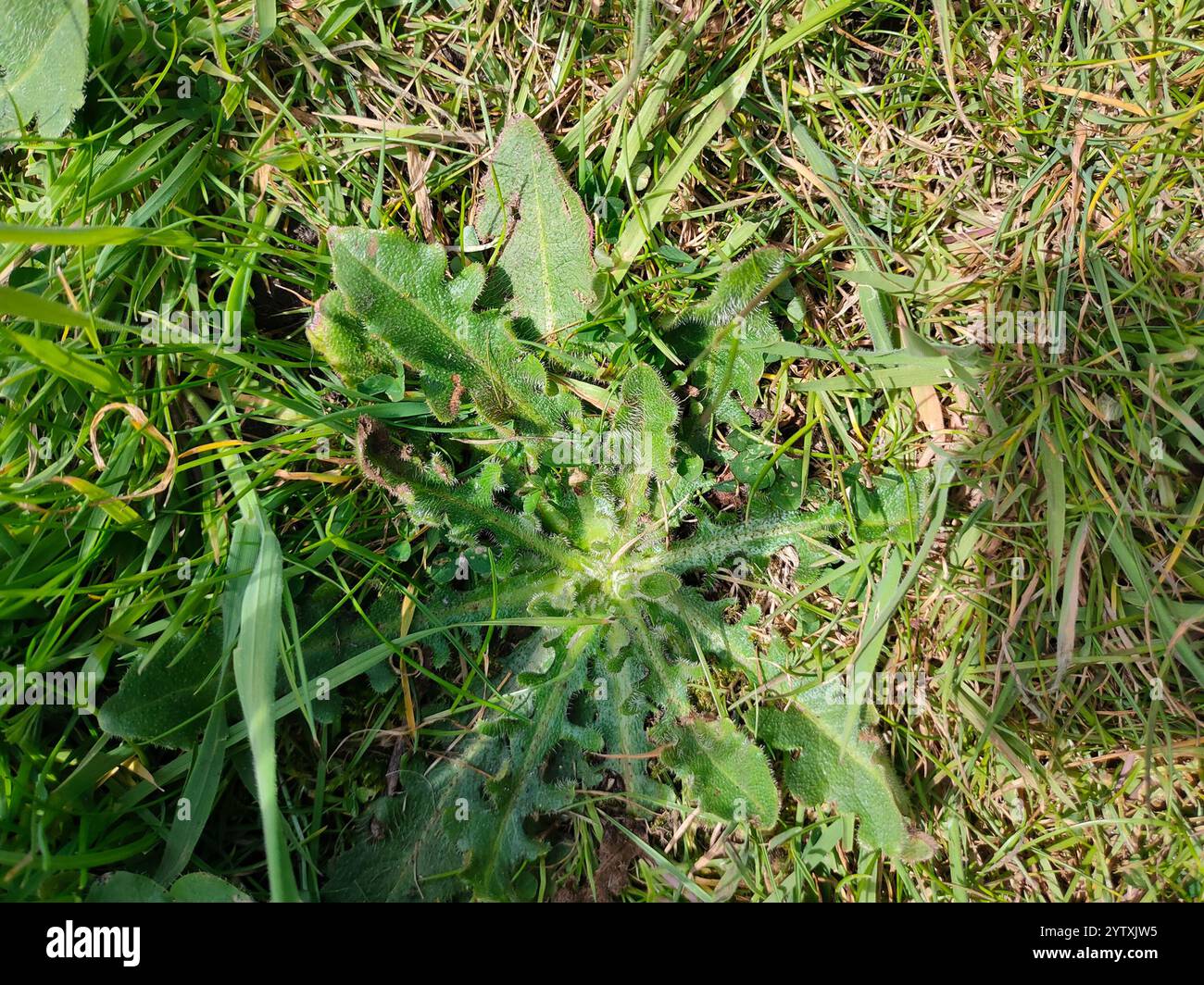 Common Cat's-ear (Hypochaeris radicata Stock Photo - Alamy