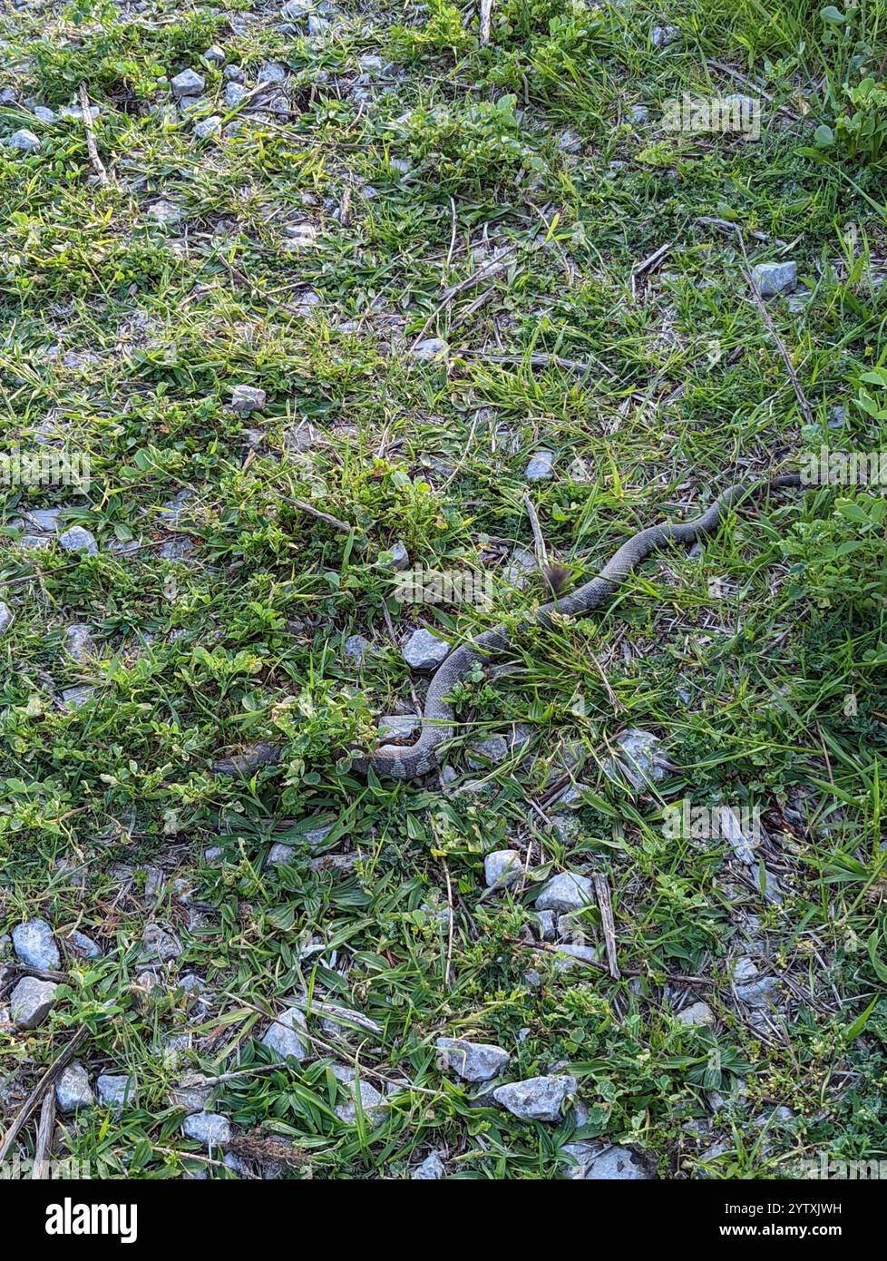 Common Watersnake (Nerodia sipedon Stock Photo - Alamy