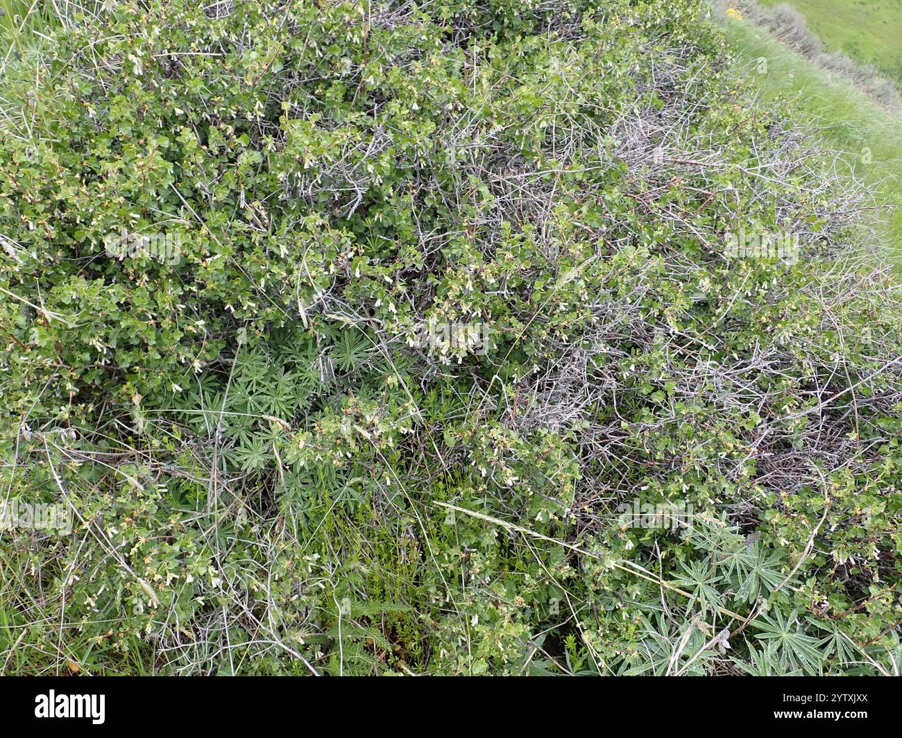 wax currant (Ribes cereum Stock Photo - Alamy
