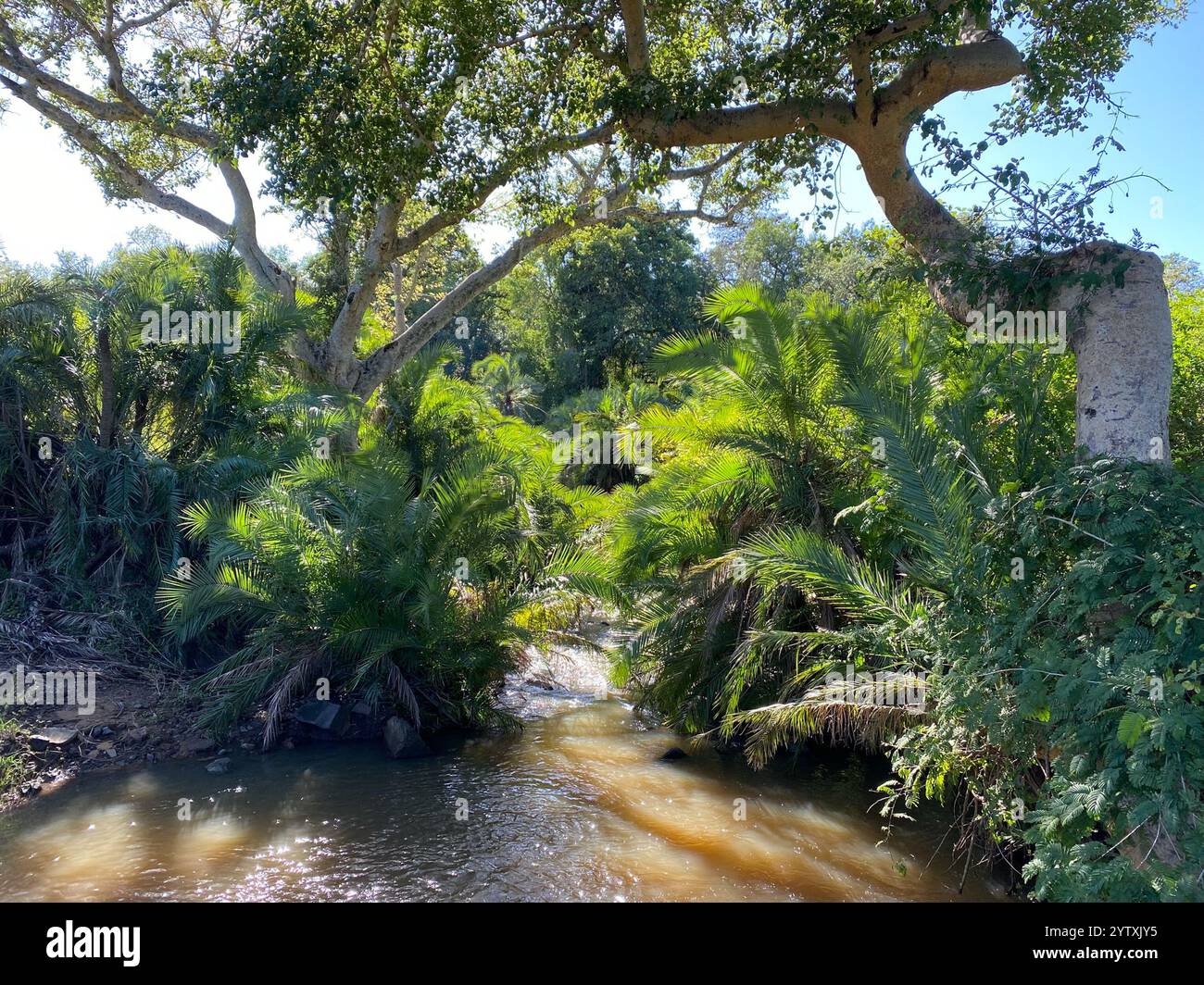 Reclining Date Palm (Phoenix reclinata Stock Photo - Alamy