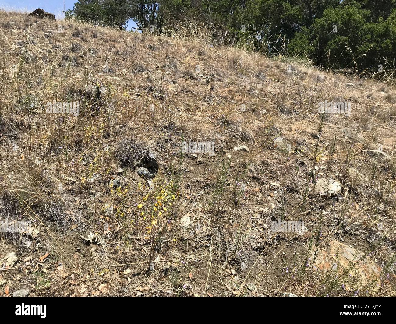 Mount Burdell Jewelflower (Streptanthus anomalus Stock Photo - Alamy