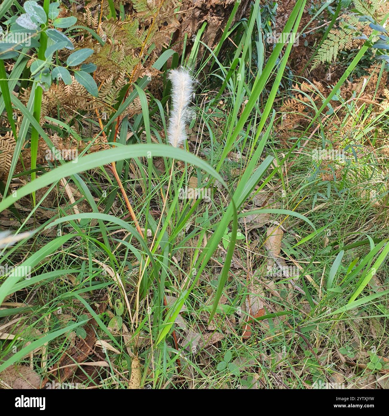 Cogon Grass (Imperata cylindrica Stock Photo - Alamy