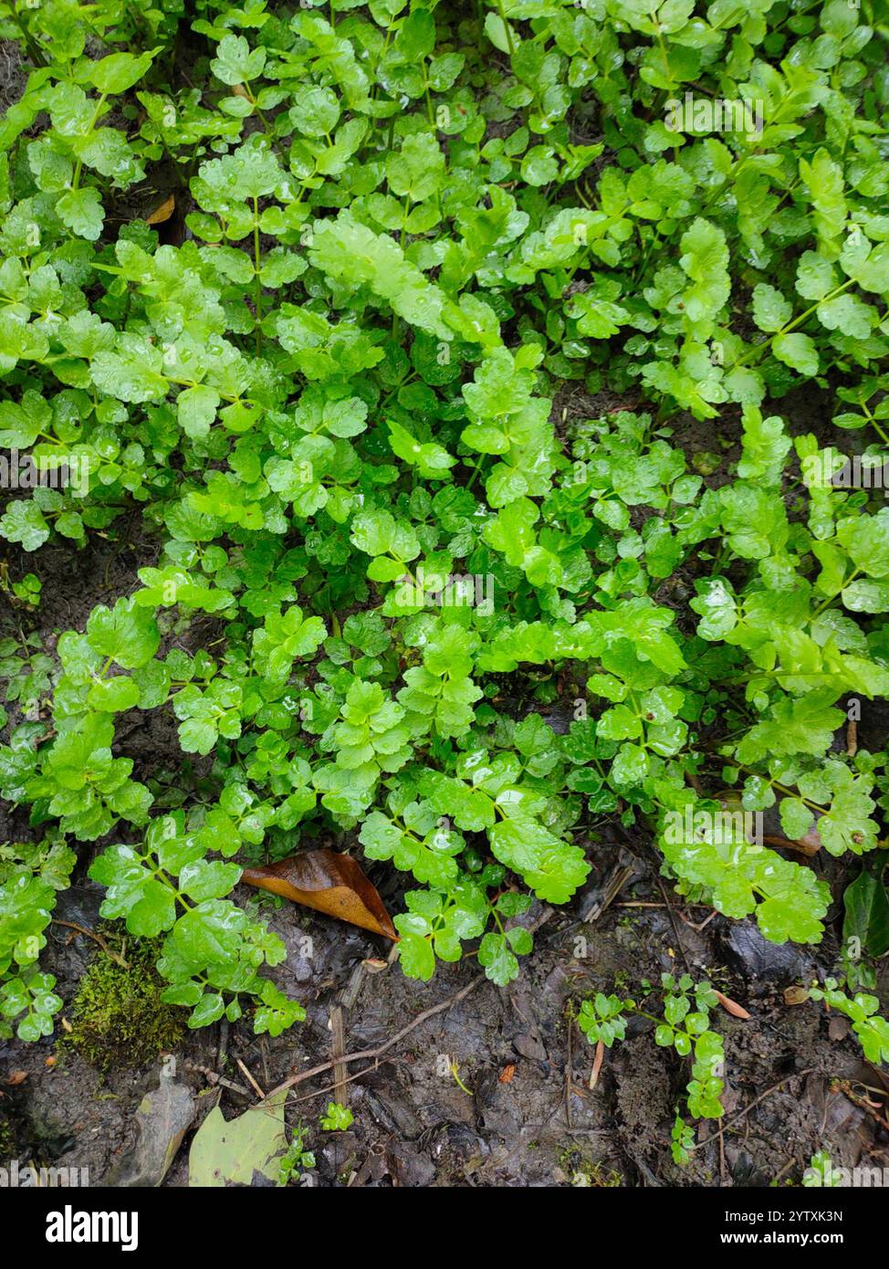 Fool's Watercress (Helosciadium nodiflorum Stock Photo - Alamy