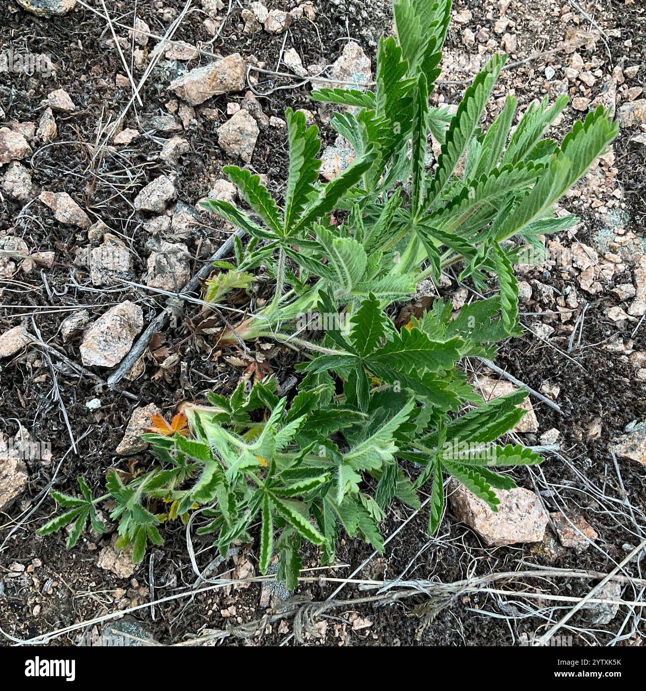 sulphur cinquefoil (Potentilla recta Stock Photo - Alamy