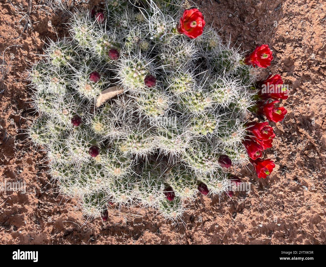 Mojave Kingcup Cactus (Echinocereus triglochidiatus mojavensis Stock Photo - Alamy