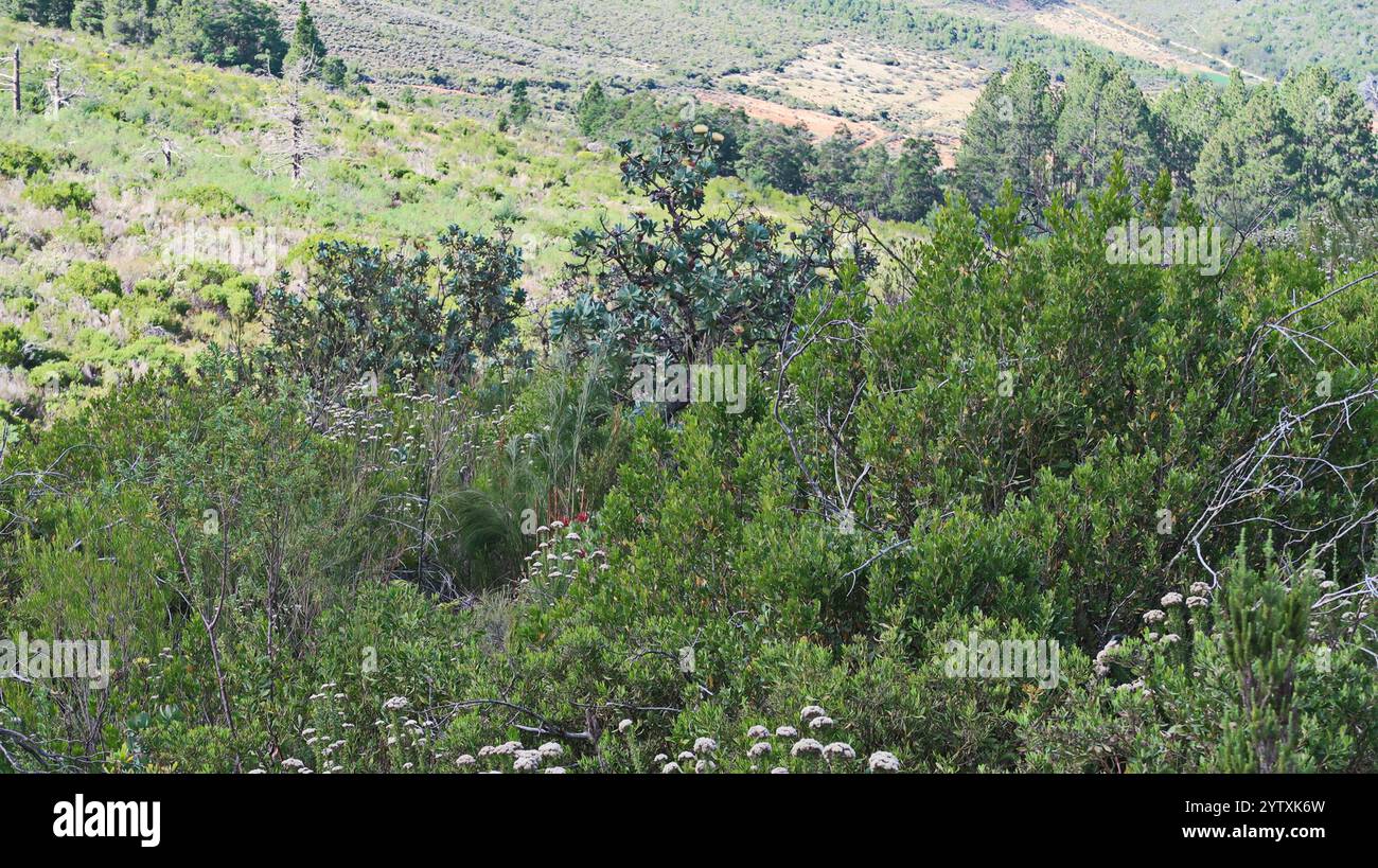 maritime pine (Pinus pinaster Stock Photo - Alamy
