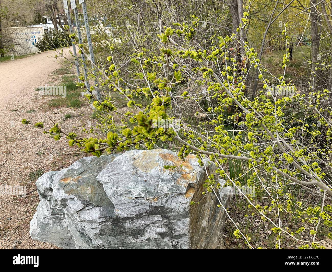 Siberian elm (ulmus pumila) hi-res stock photography and images - Alamy