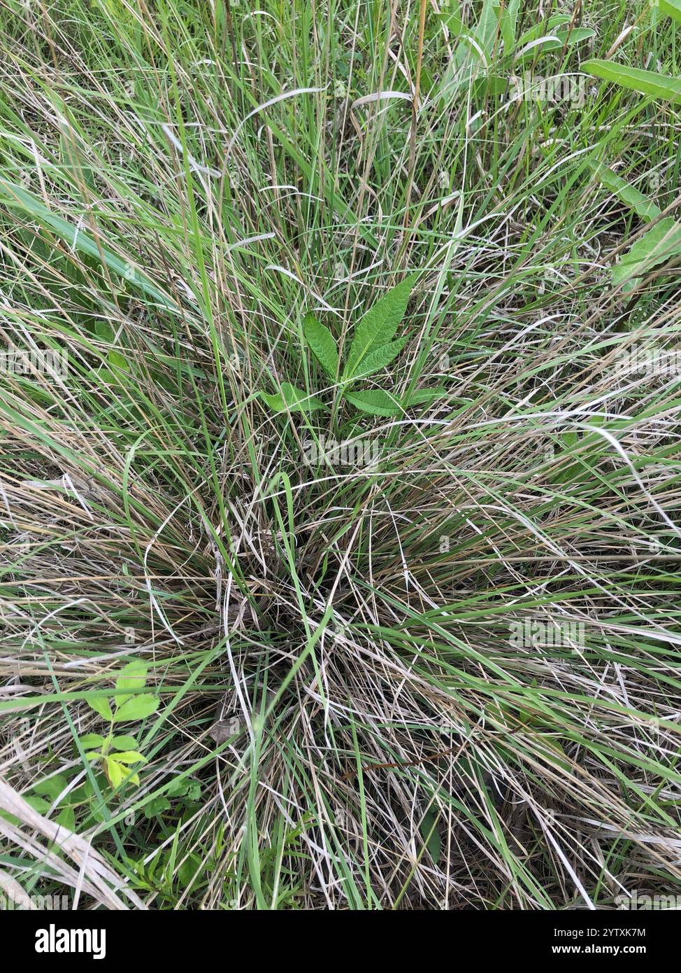 Hairawn Muhly (Muhlenbergia capillaris Stock Photo - Alamy
