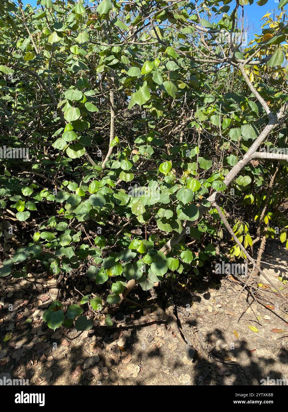 sea hibiscus (Hibiscus tiliaceus Stock Photo - Alamy
