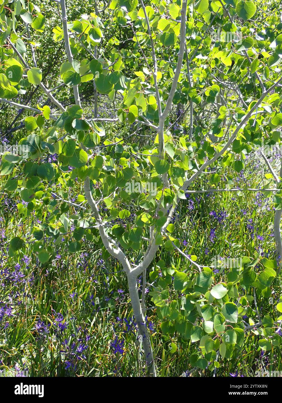 trembling aspen (Populus tremuloides Stock Photo - Alamy