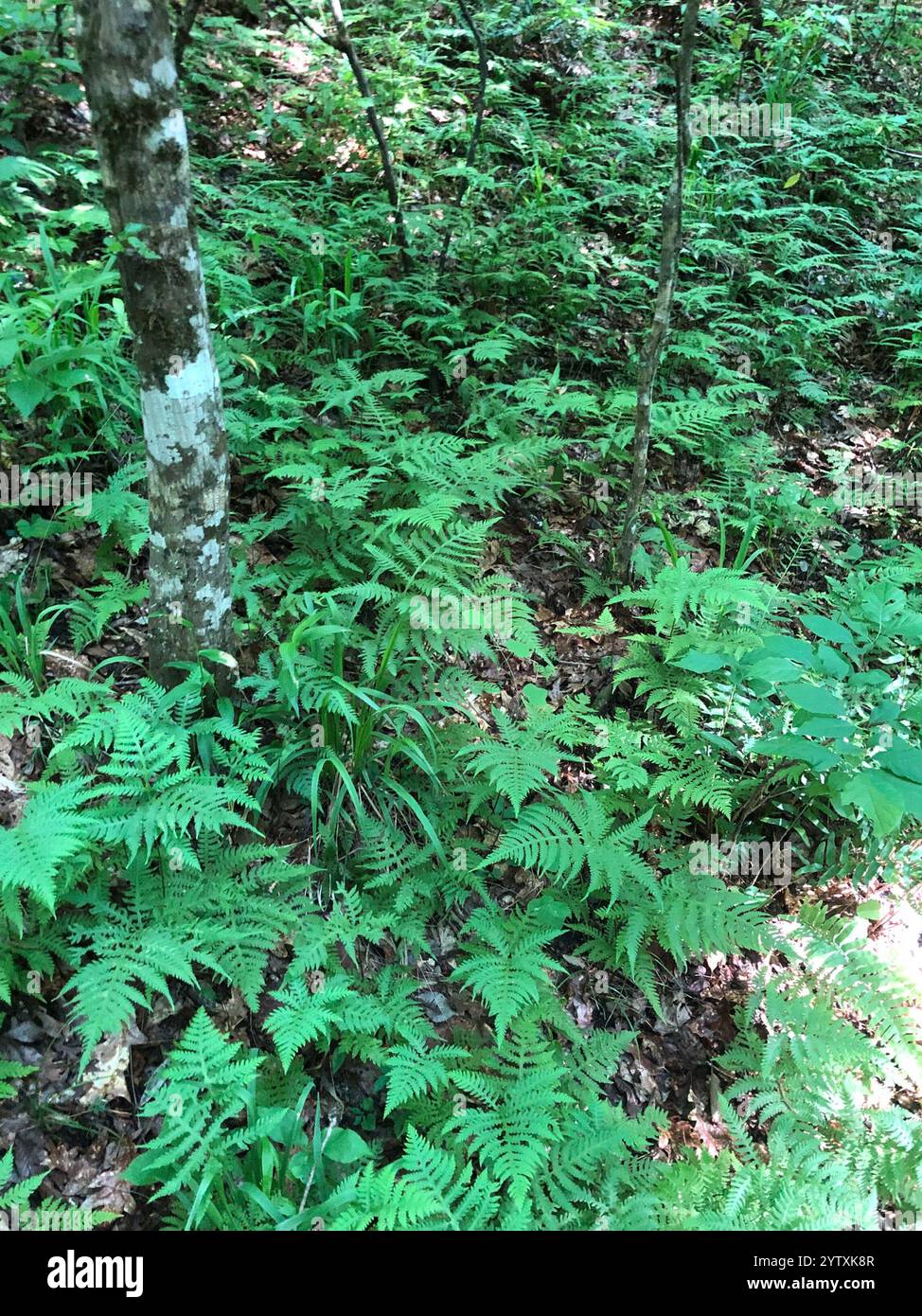 broad beech fern (Phegopteris hexagonoptera Stock Photo - Alamy