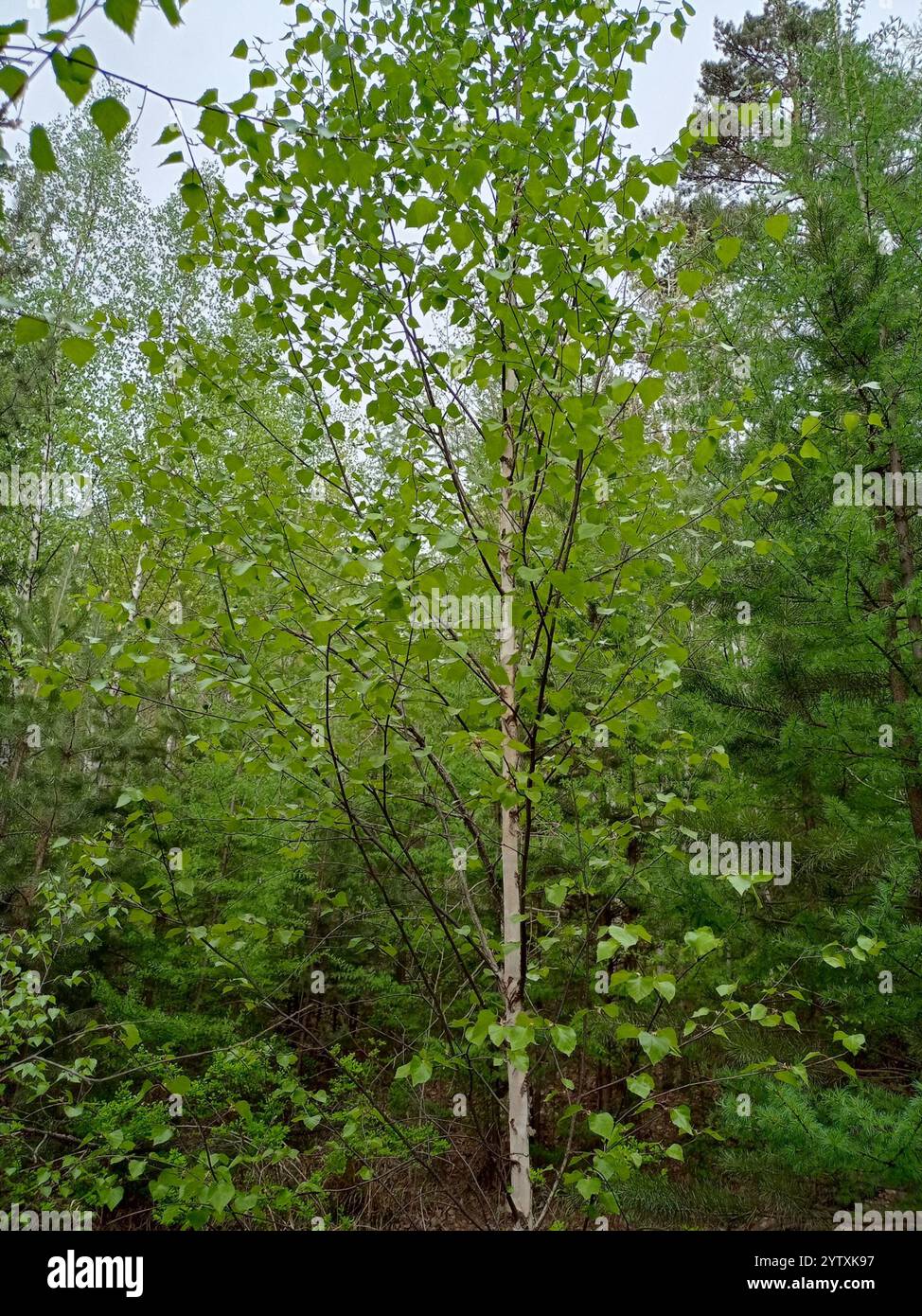 Siberian Birch (Betula platyphylla Stock Photo - Alamy
