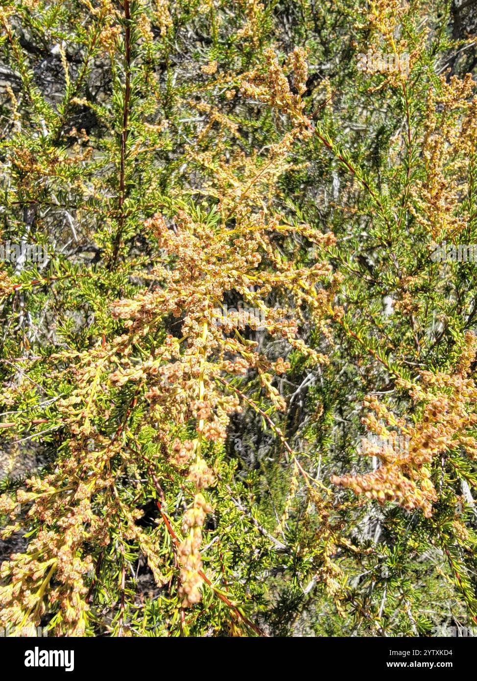 chamise (Adenostoma fasciculatum Stock Photo - Alamy