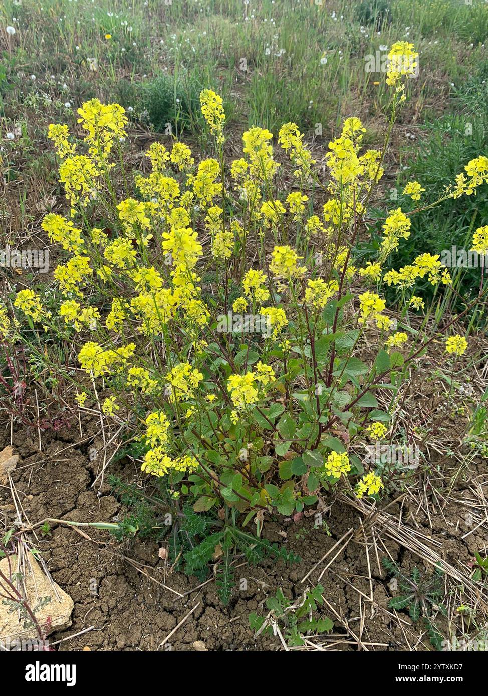 charlock (Mutarda arvensis Stock Photo - Alamy