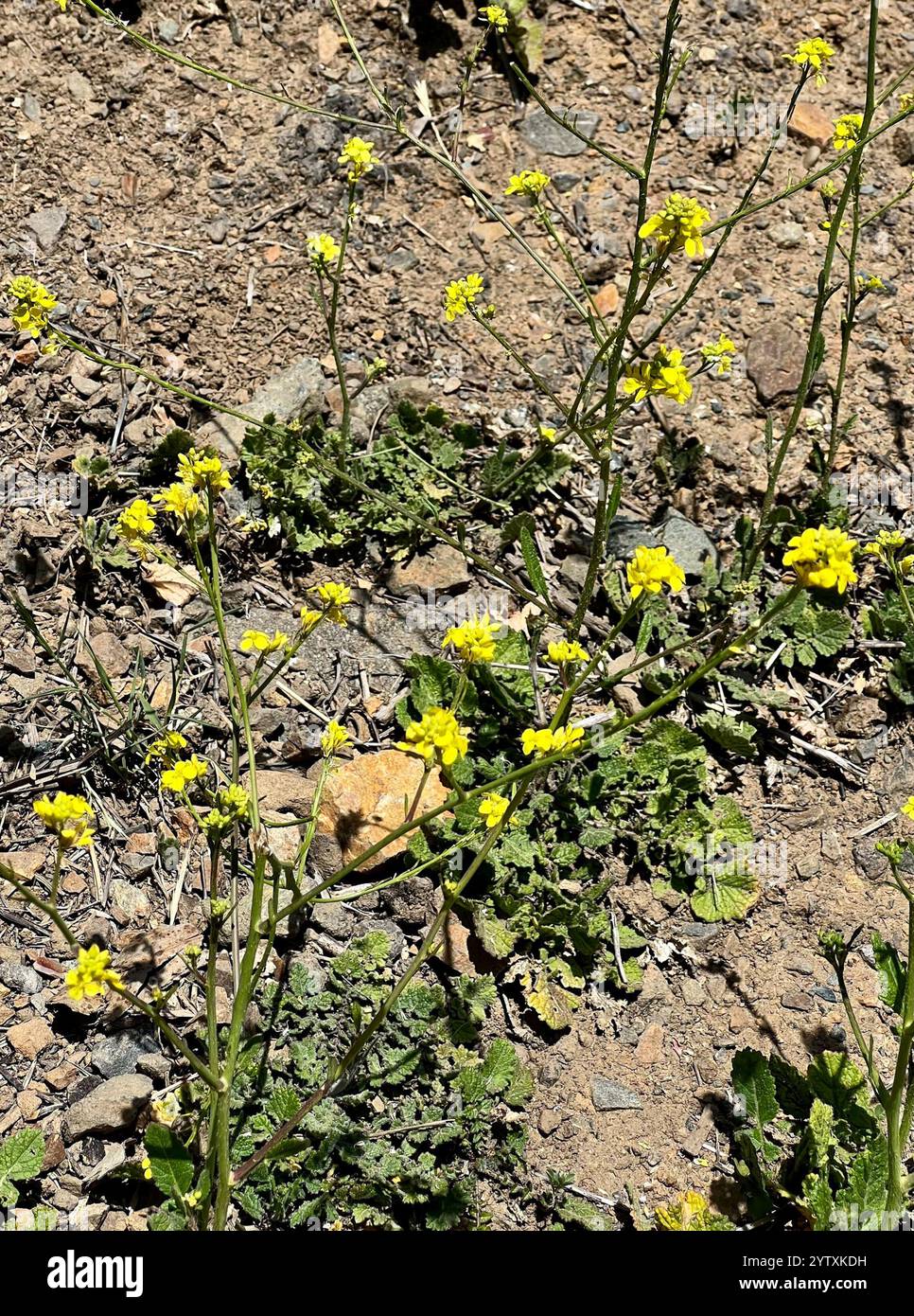 Shortpod Mustard (Hirschfeldia incana Stock Photo - Alamy