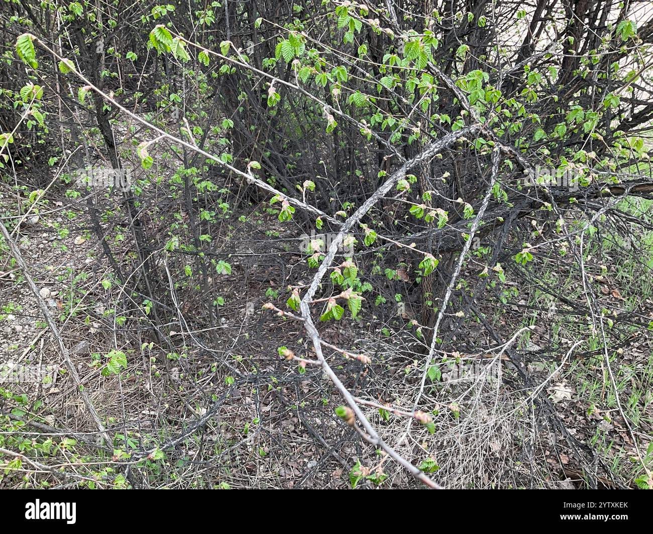 Family ulmaceae hi-res stock photography and images - Alamy