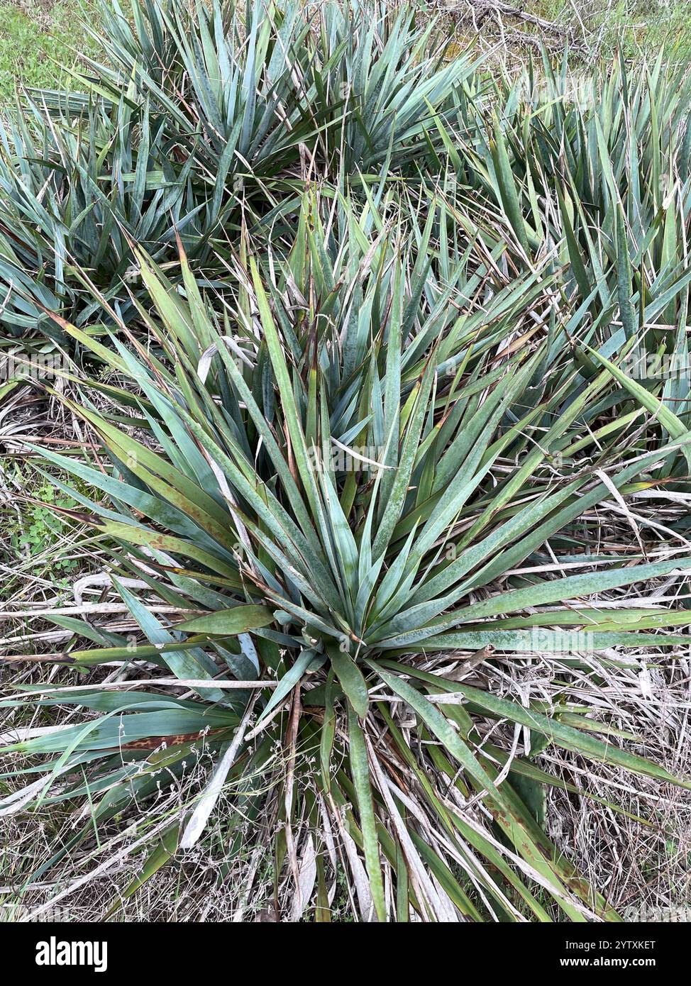 common yucca (Yucca filamentosa Stock Photo - Alamy