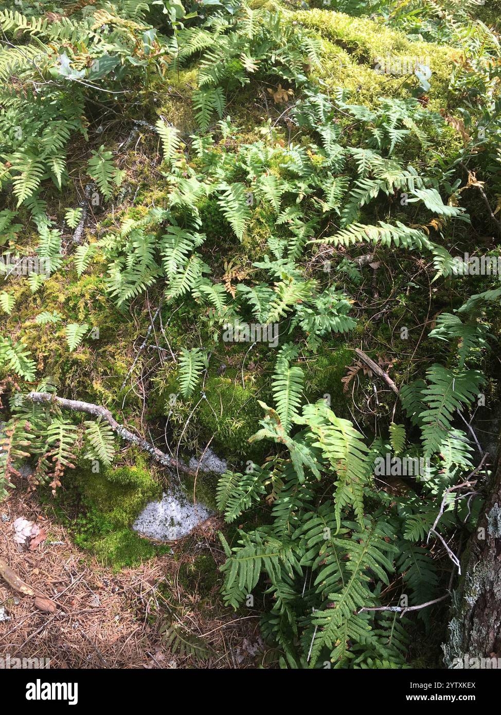 licorice fern (Polypodium glycyrrhiza Stock Photo - Alamy