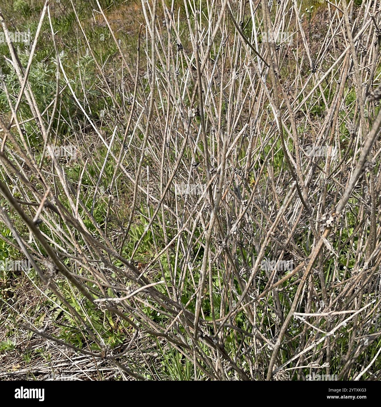 Rush Skeletonweed (Chondrilla juncea Stock Photo - Alamy