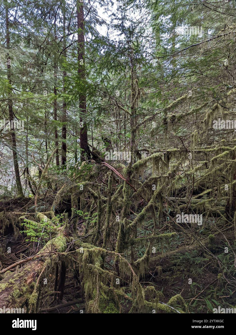 Pacific yew (Taxus brevifolia Stock Photo - Alamy