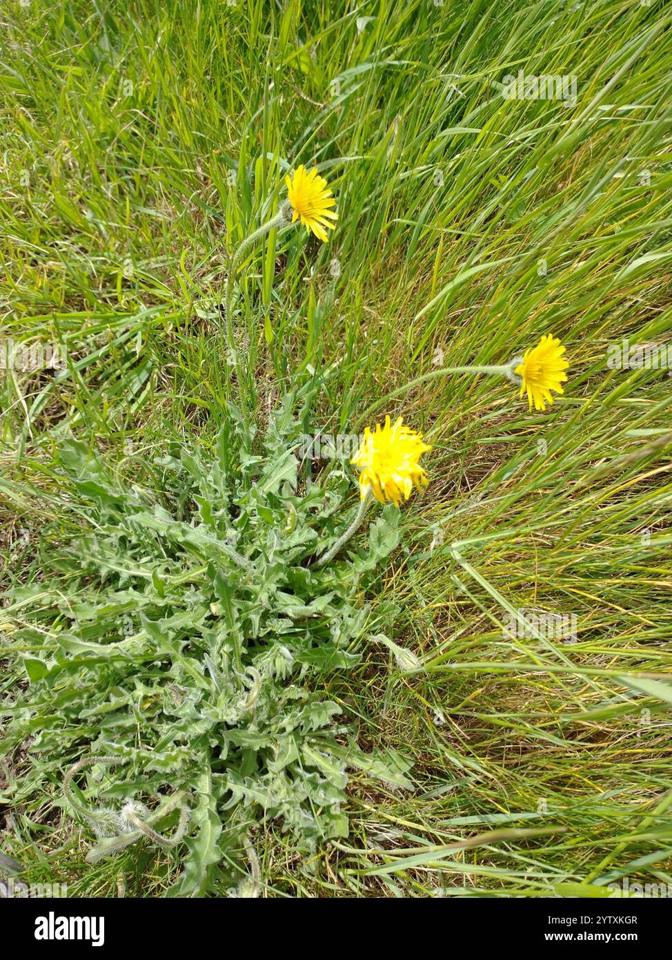 Rough Hawkbit (Leontodon hispidus Stock Photo - Alamy
