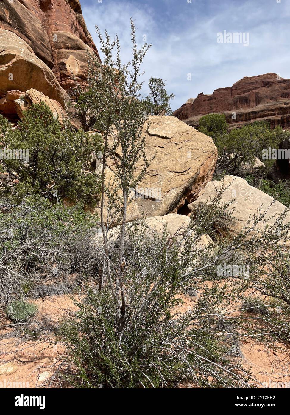 Littleleaf Mountain Mahogany (Cercocarpus intricatus Stock Photo - Alamy