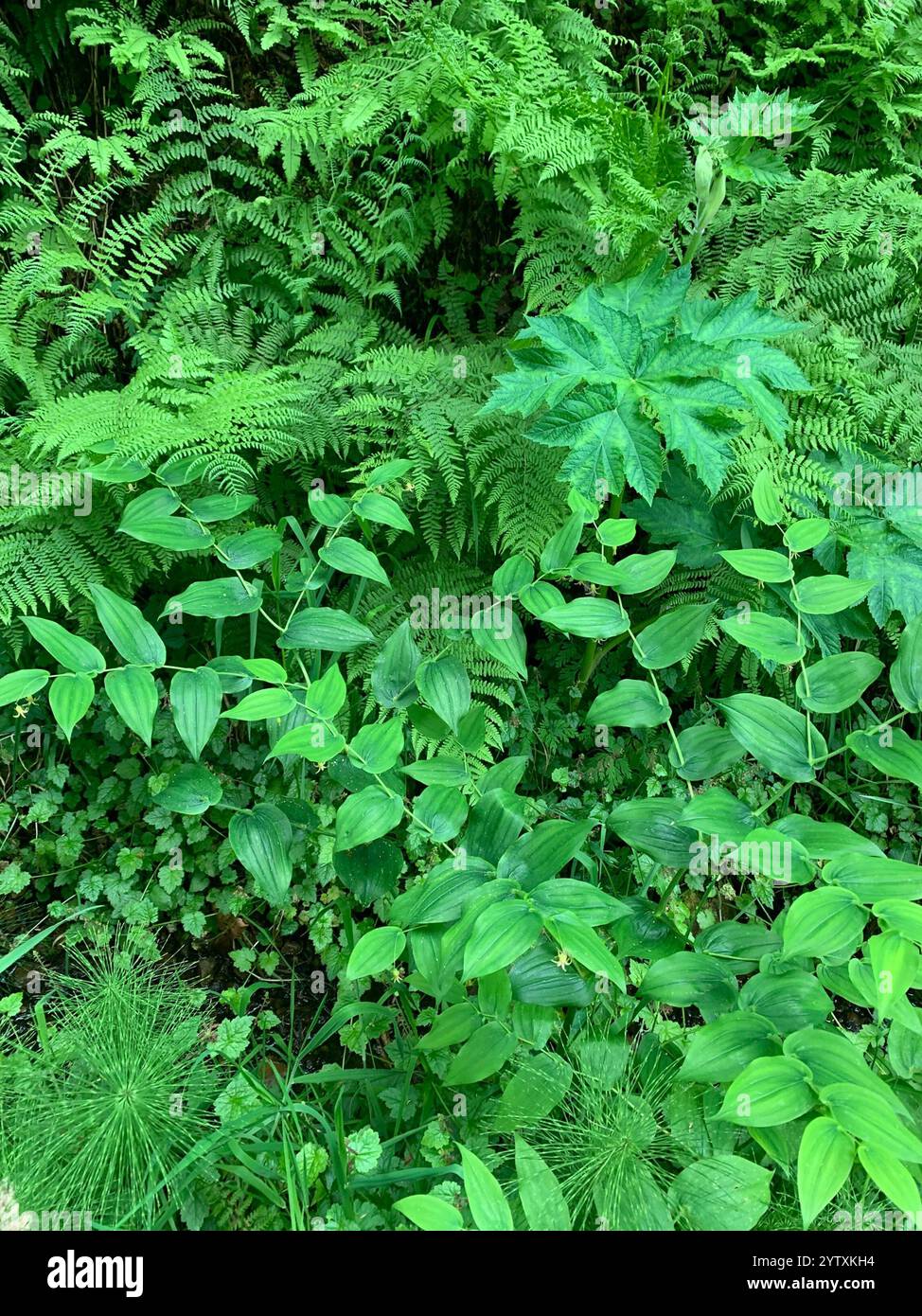 white twisted-stalk (Streptopus amplexifolius Stock Photo - Alamy