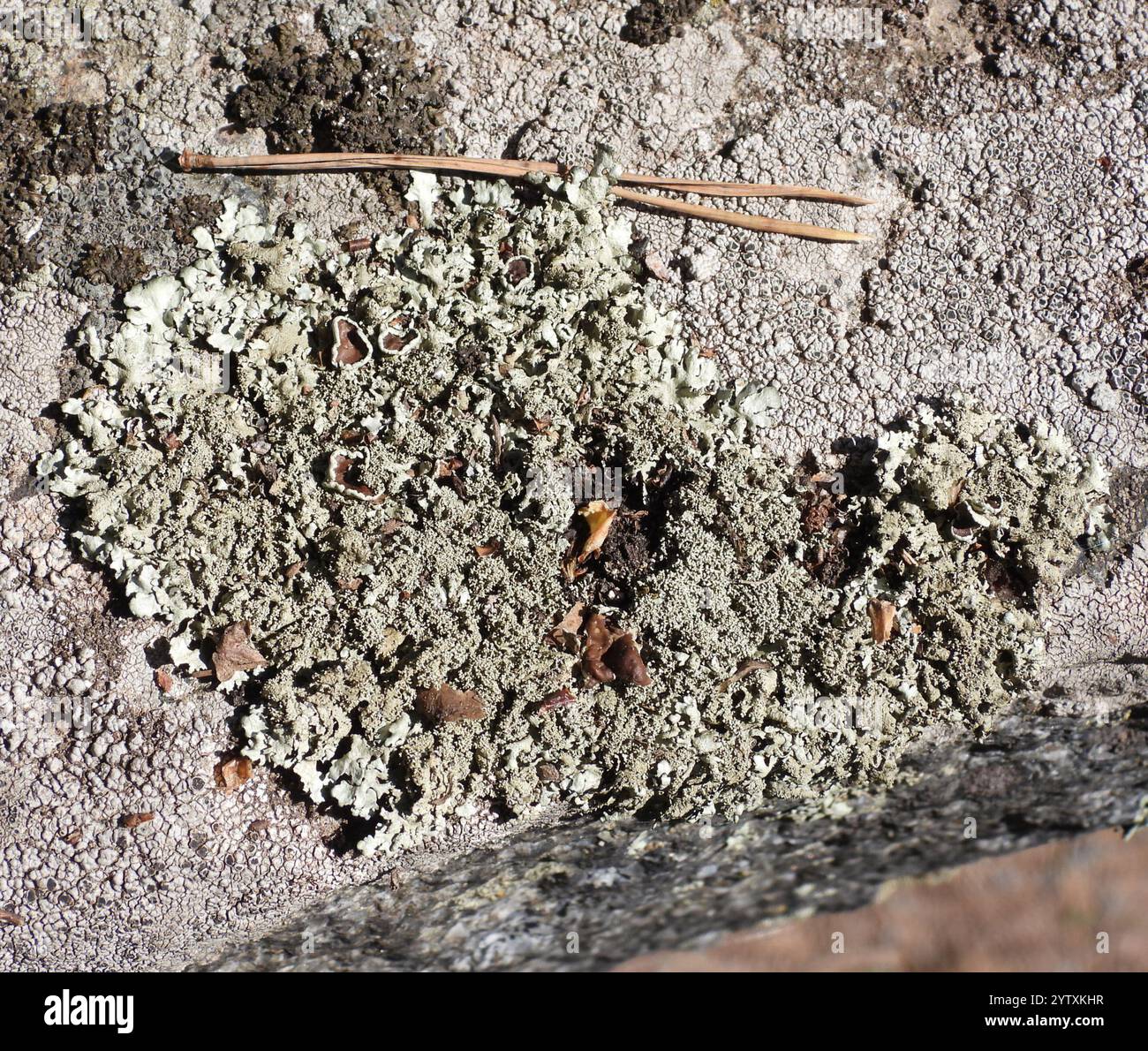 Peppered Rock-shield (Xanthoparmelia conspersa Stock Photo - Alamy