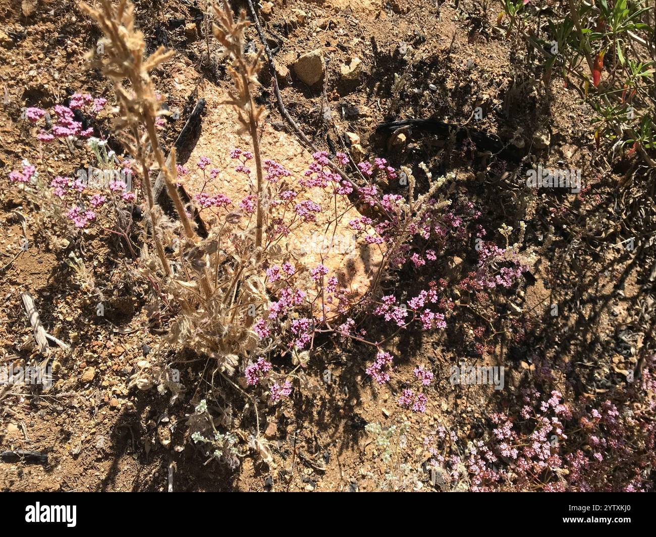 Turkish rugging (Chorizanthe staticoides Stock Photo - Alamy