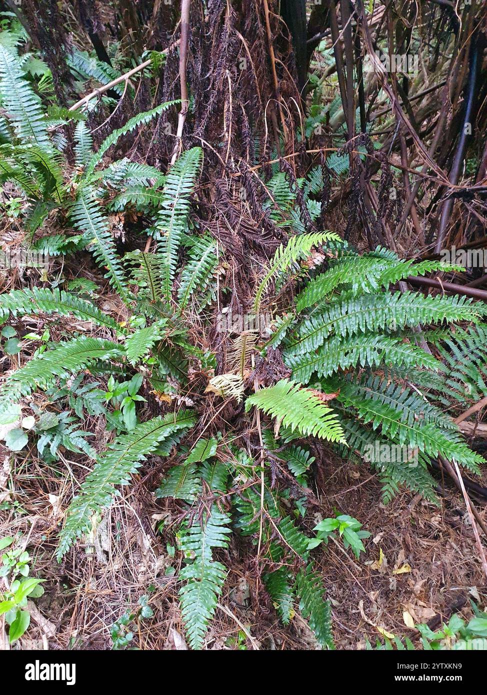 Lomaria discolor hi-res stock photography and images - Alamy