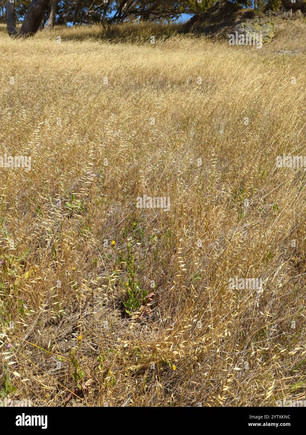 Urospermum picroides hi-res stock photography and images - Alamy