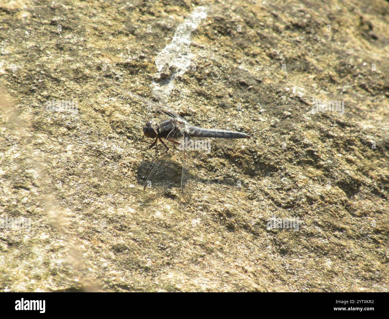 Blue Corporal (Ladona deplanata Stock Photo - Alamy
