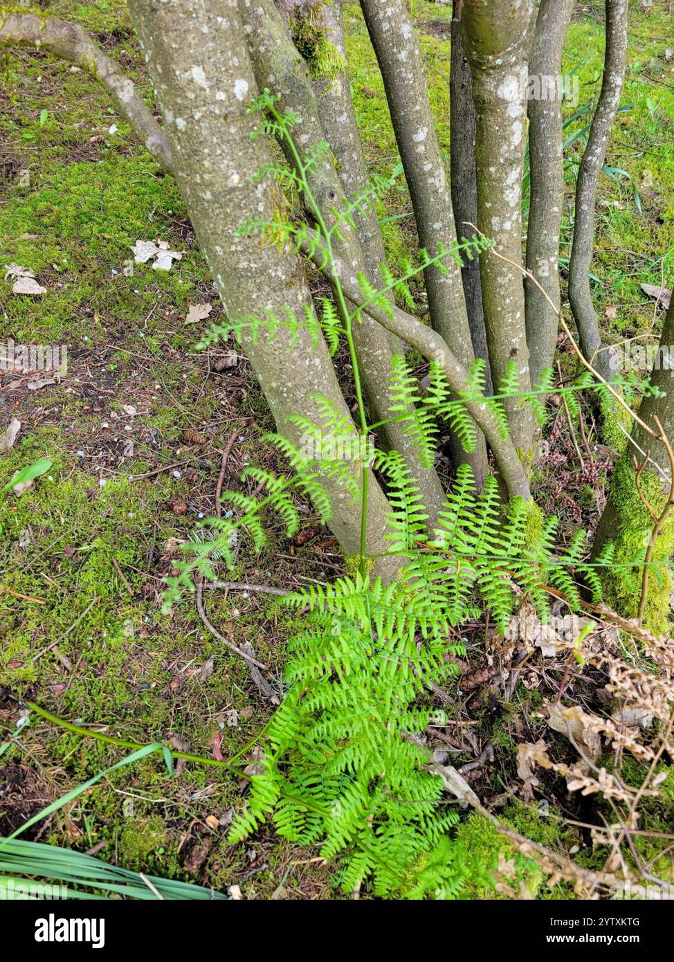 common bracken (Pteridium aquilinum Stock Photo - Alamy