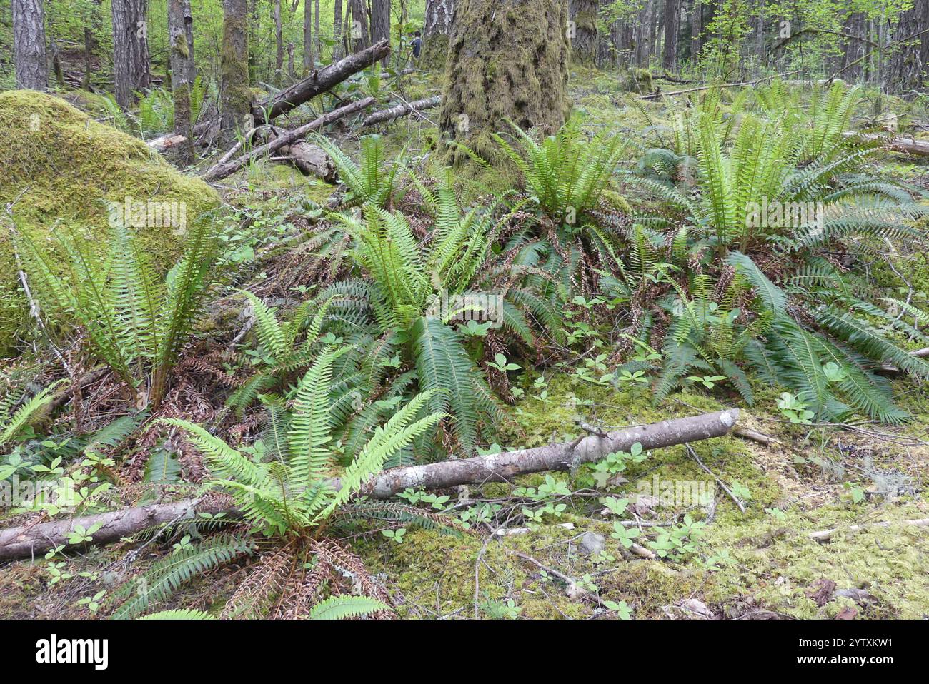 western sword fern (Polystichum munitum Stock Photo - Alamy