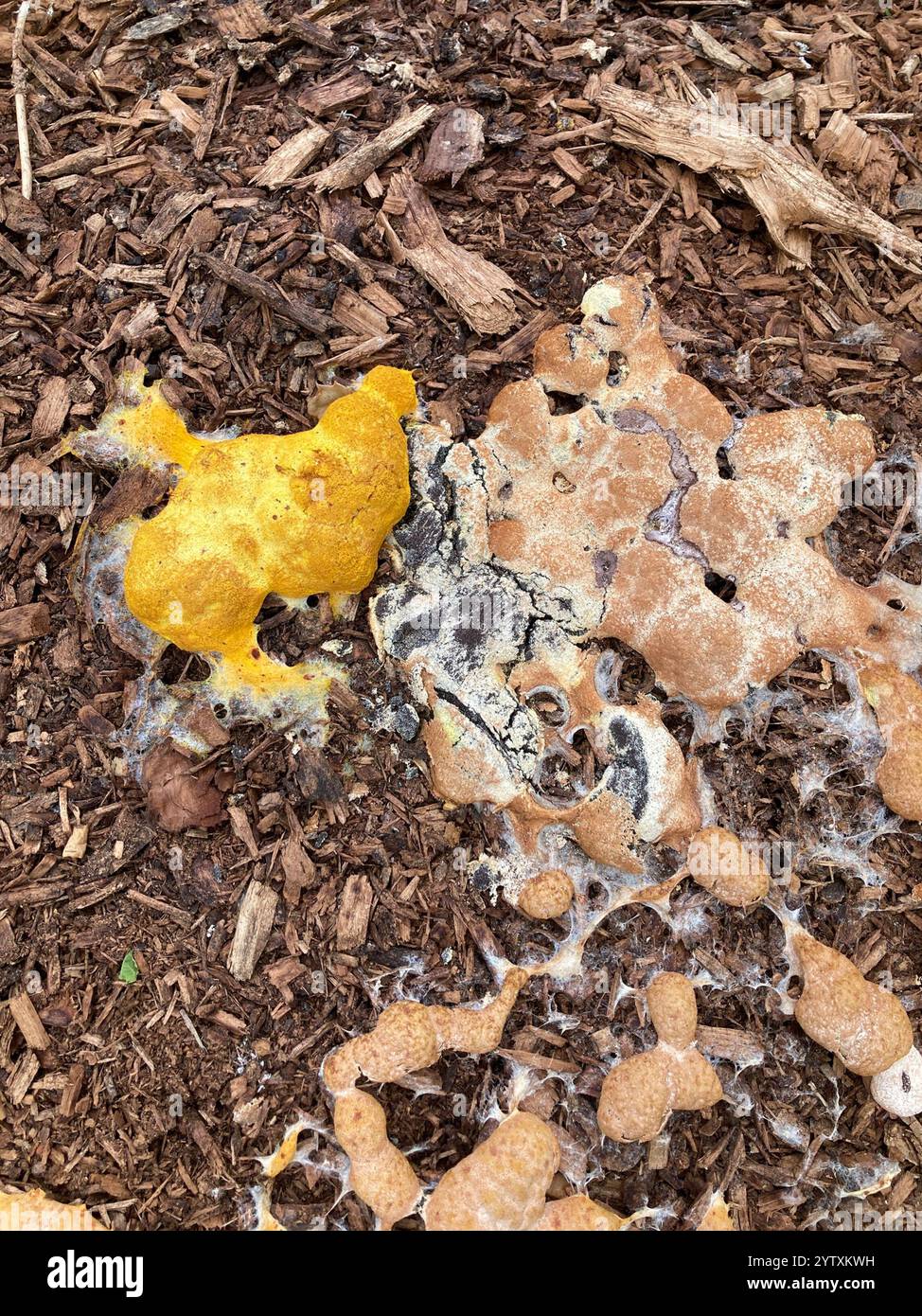 Dog Vomit Slime Mold (Fuligo septica Stock Photo - Alamy