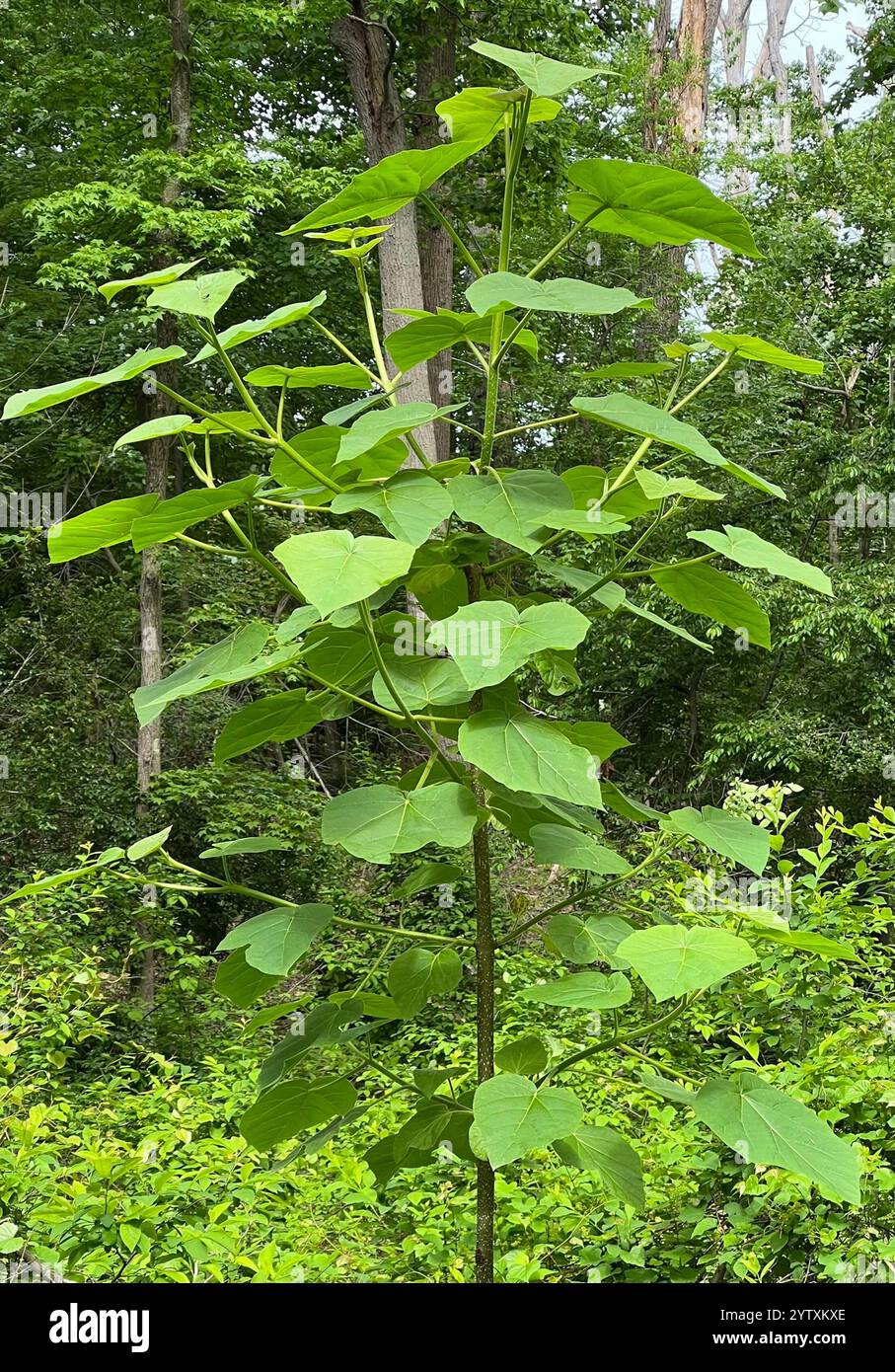 princess tree (Paulownia tomentosa Stock Photo - Alamy